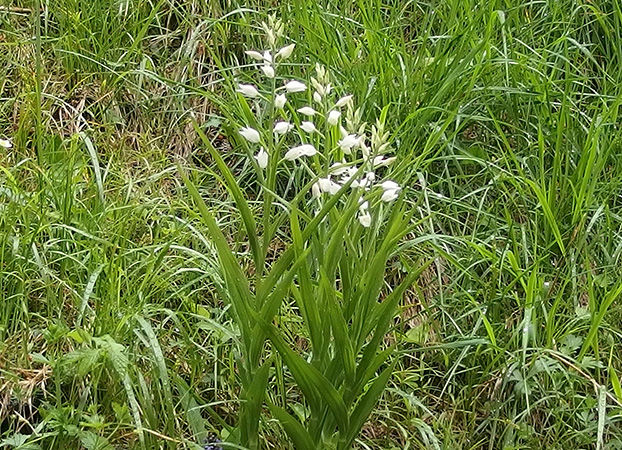 Heimische Orchideen in Sagogn und Flims | Suisse Tourisme