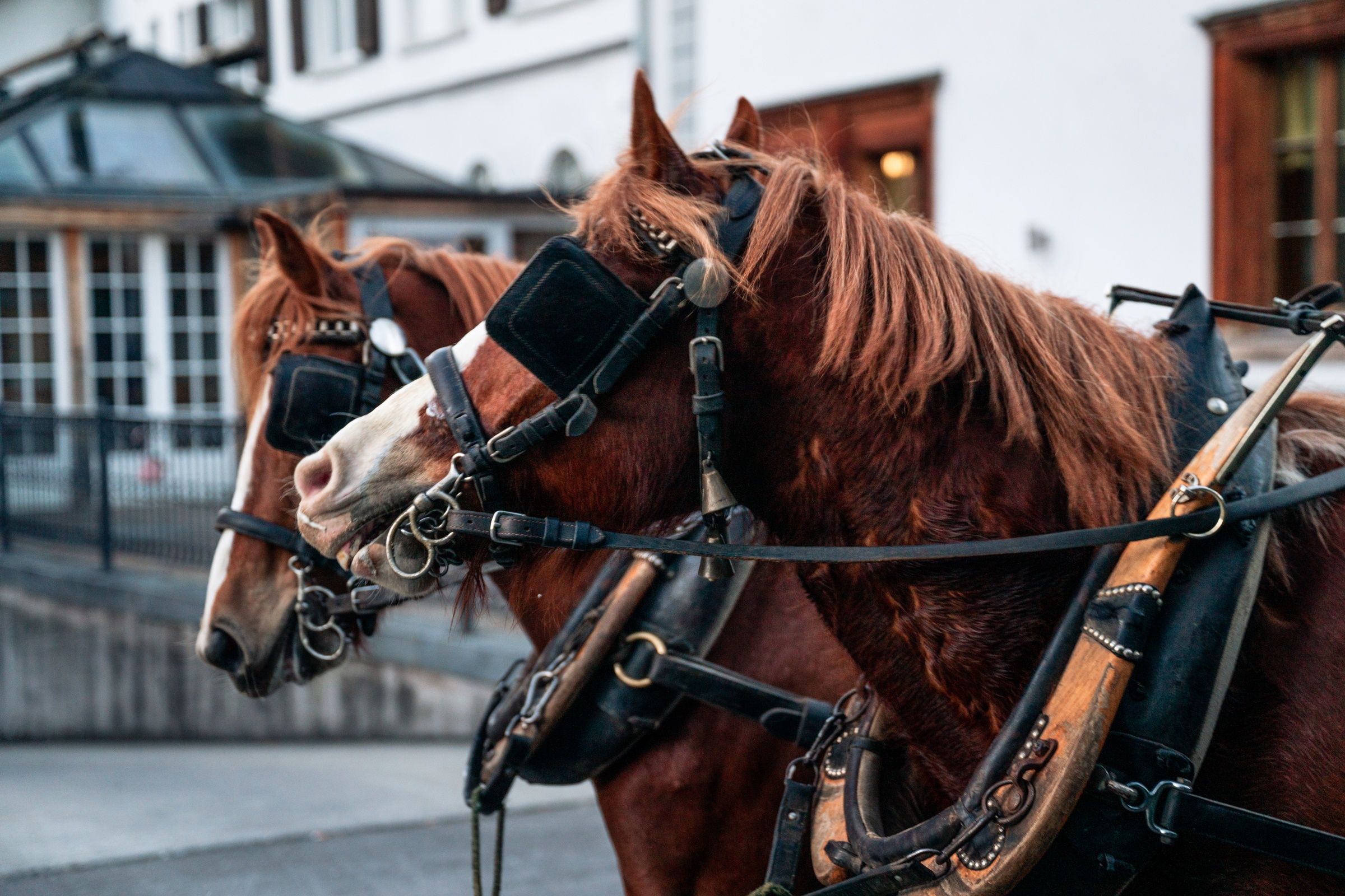 Tamina Gorge Carriage Ride | Switzerland Tourism