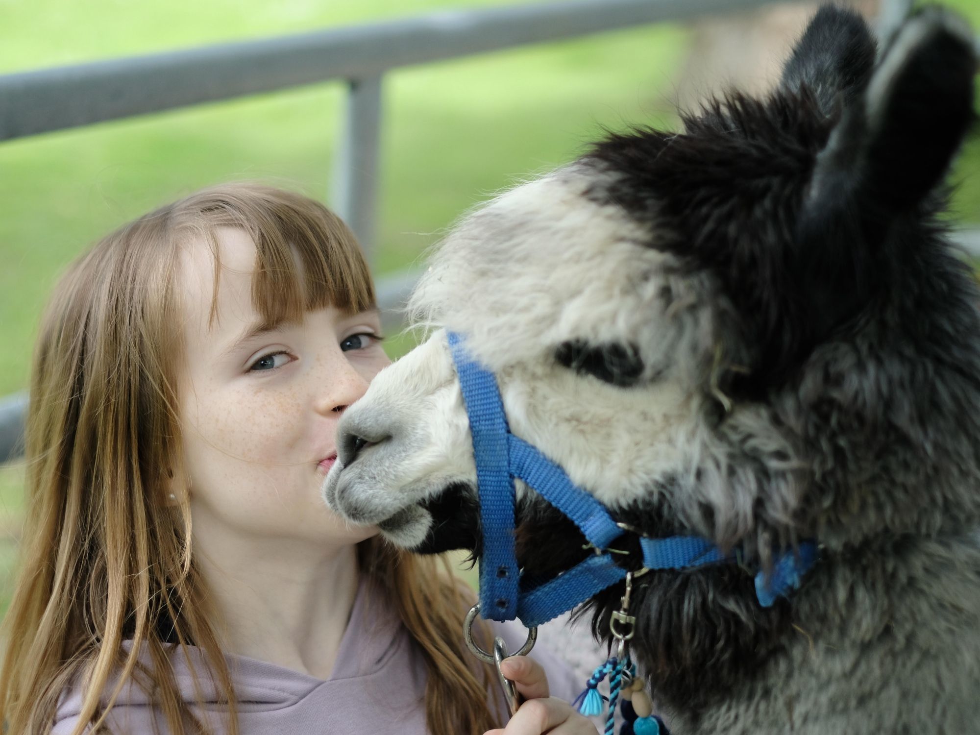 Llama and Alpaca Walk including Snack | Switzerland Tourism