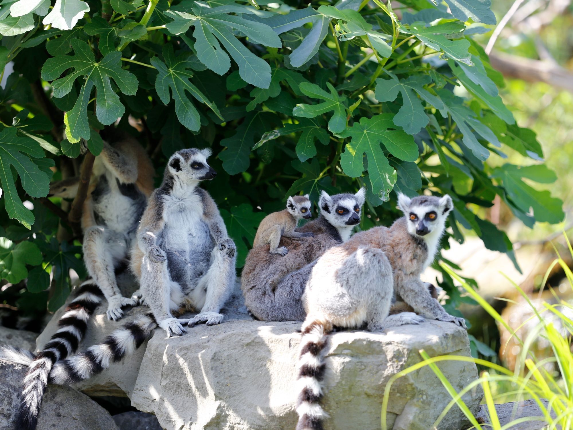 Guided tour through the Knie Children’s Zoo in Rapperswil | Switzerland ...