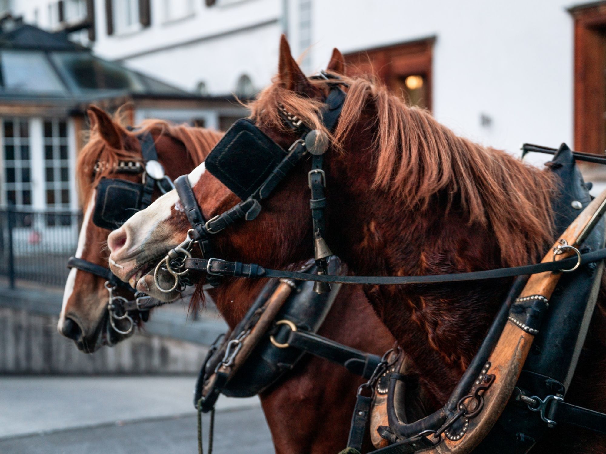 Paseo en carruaje por la garganta de Tamina y el antiguo balneario de ...