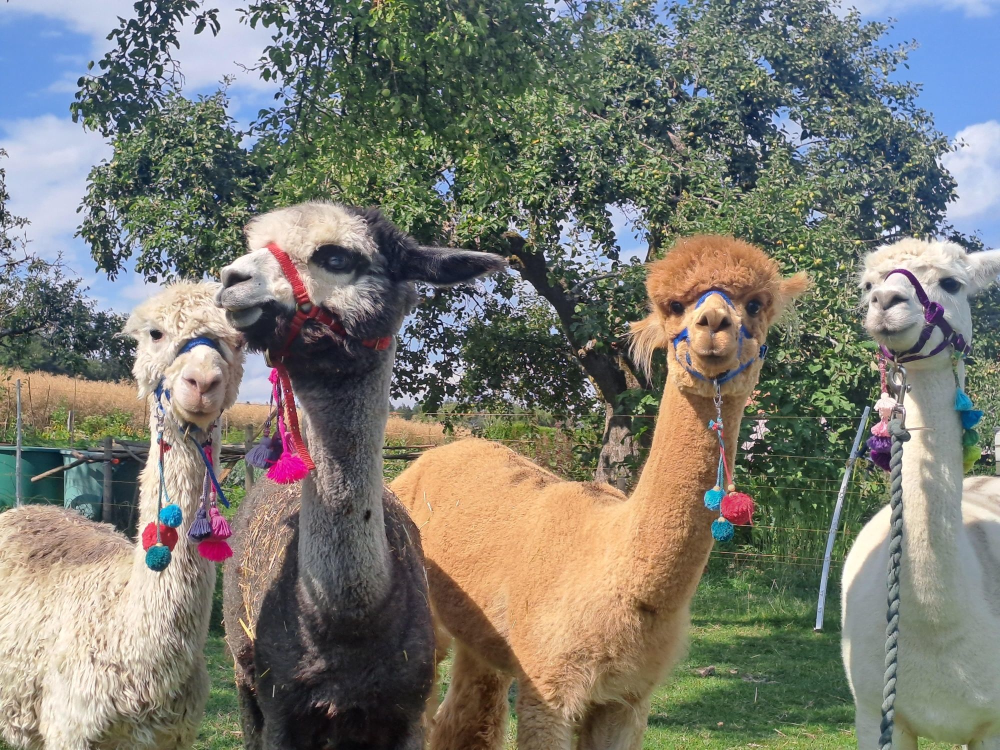 Family Lama and Alpaca Trekking | Switzerland Tourism