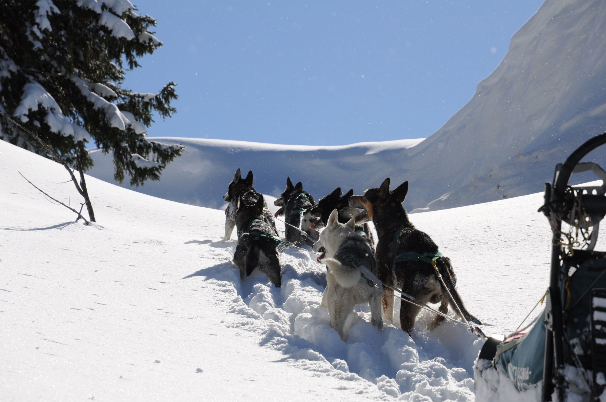 Husky day tour in winter | Switzerland Tourism