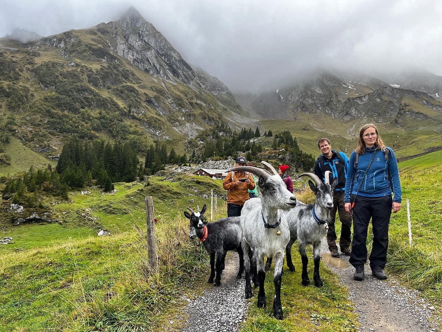 Senderismo con cabras en Isenthal | Suiza Turismo