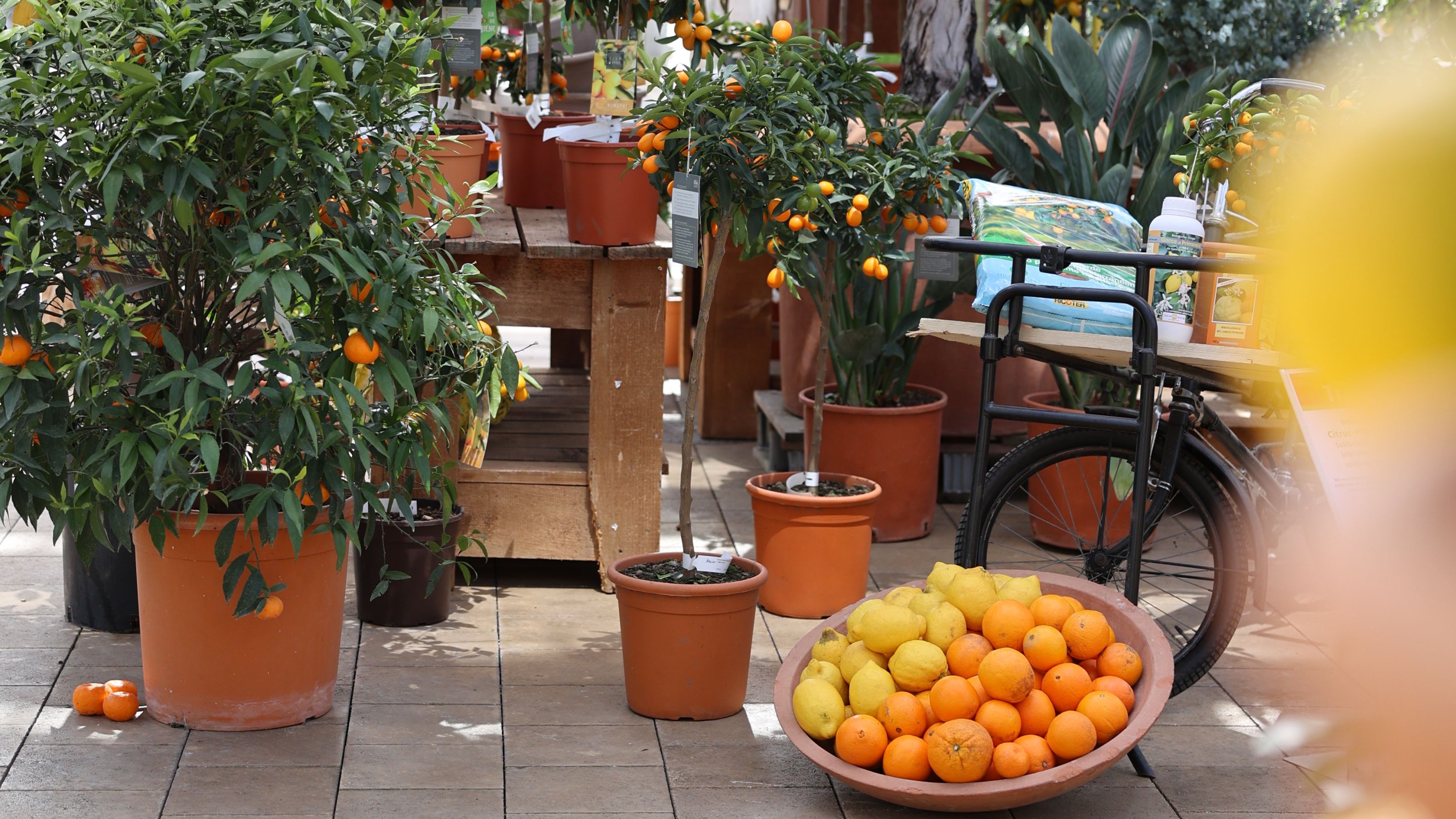 Citrus World 2026 | 瑞士国家旅游局