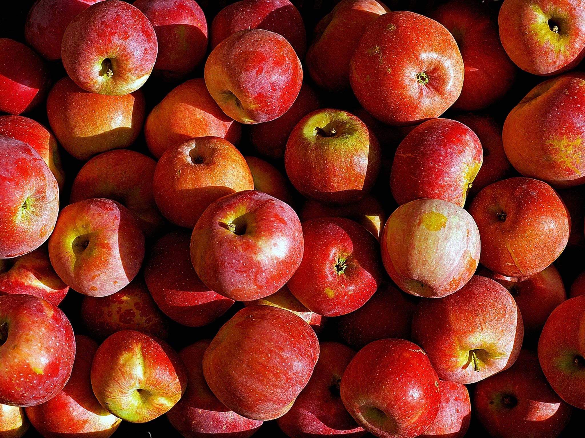 Conference and tasting - Bite into Swiss apples | 瑞士国家旅游局