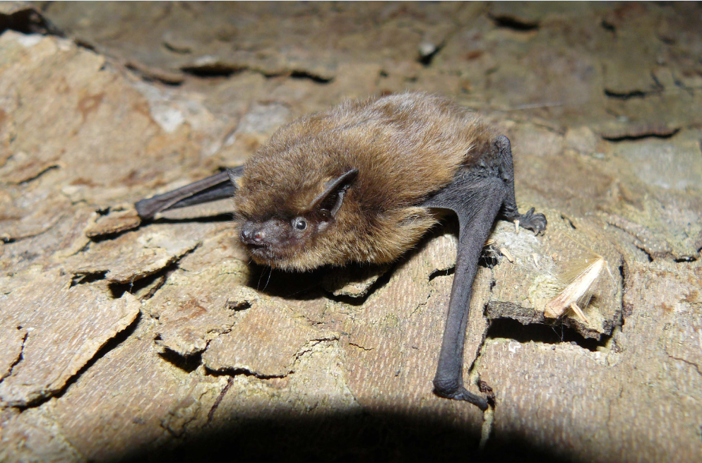 Bat Night 2026 | Switzerland Tourism