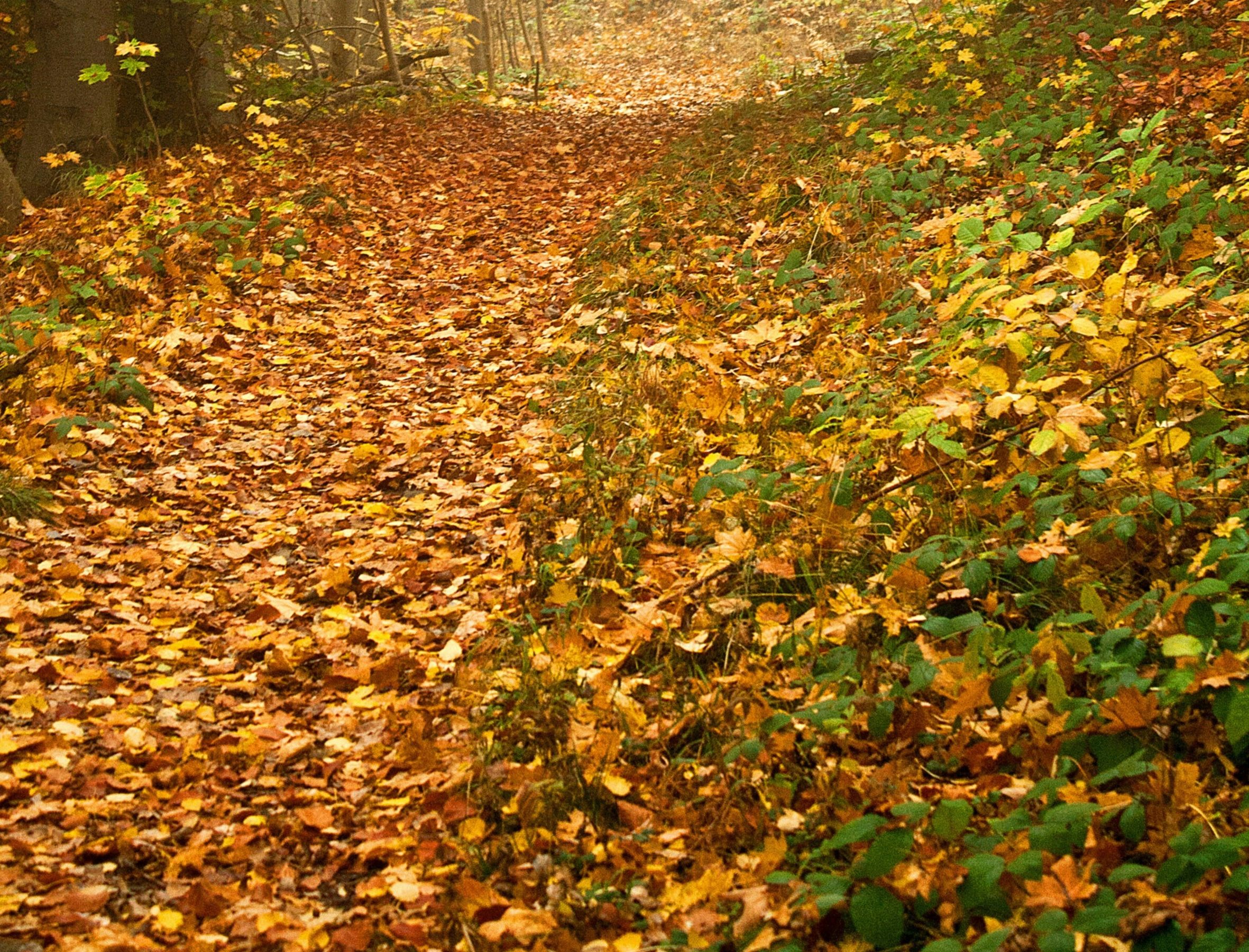 Solothurner Megalithweg: Altes Wissen neu entdecken - Erntedank ...