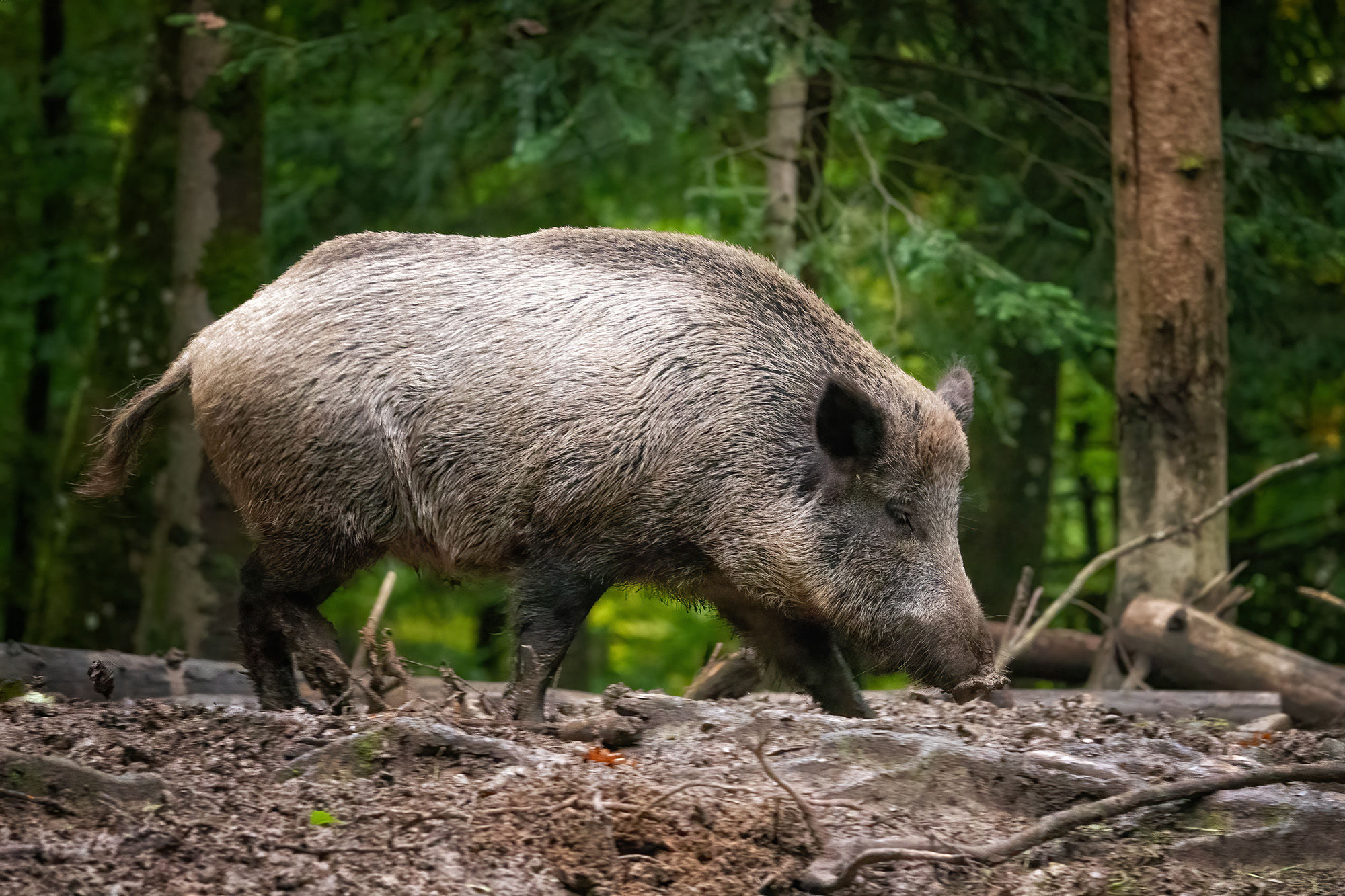 Wildschwein-Safari | Switzerland Tourism