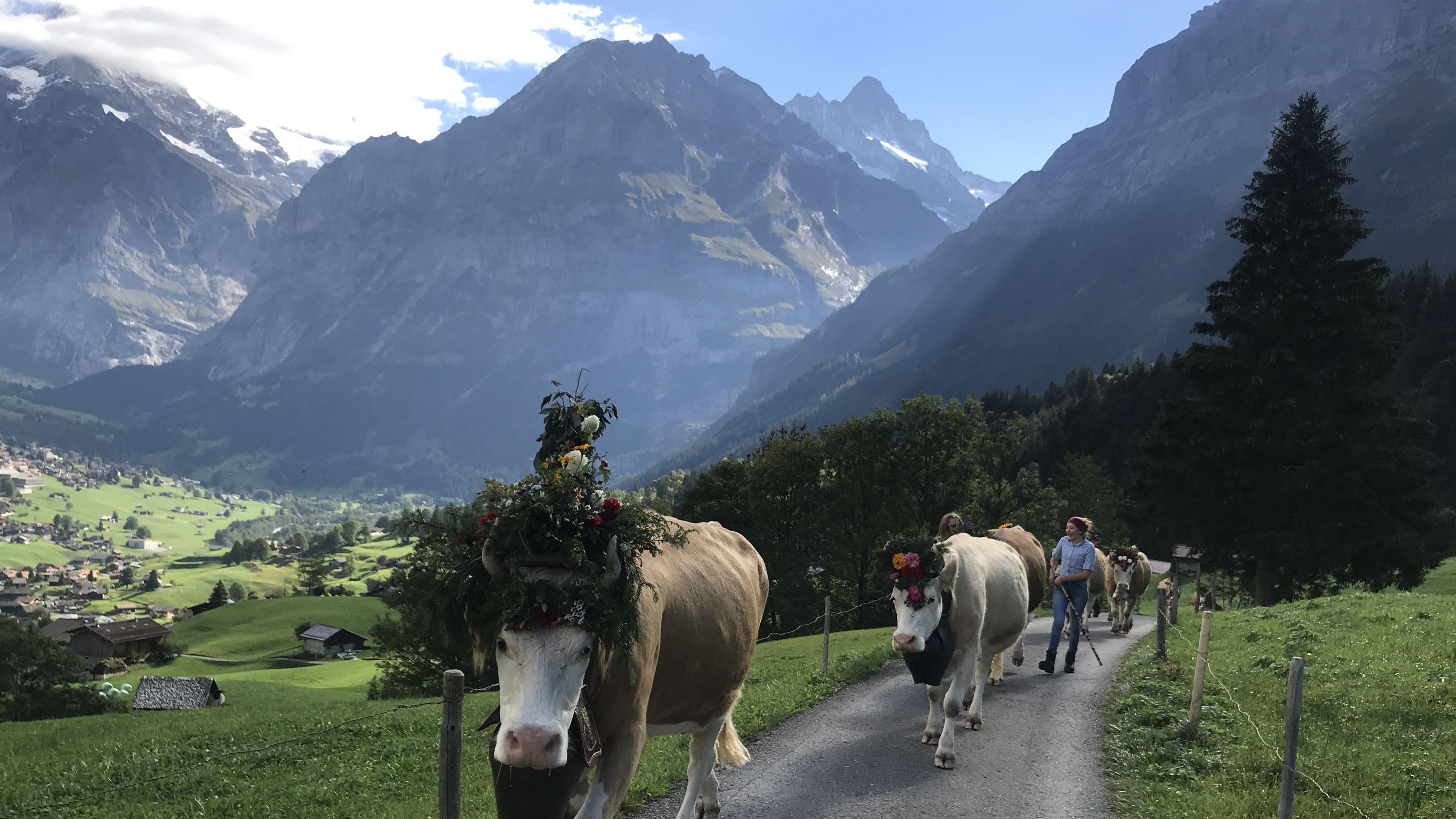 Alpine Cattle Descent Wärgisgistal | Switzerland Tourism