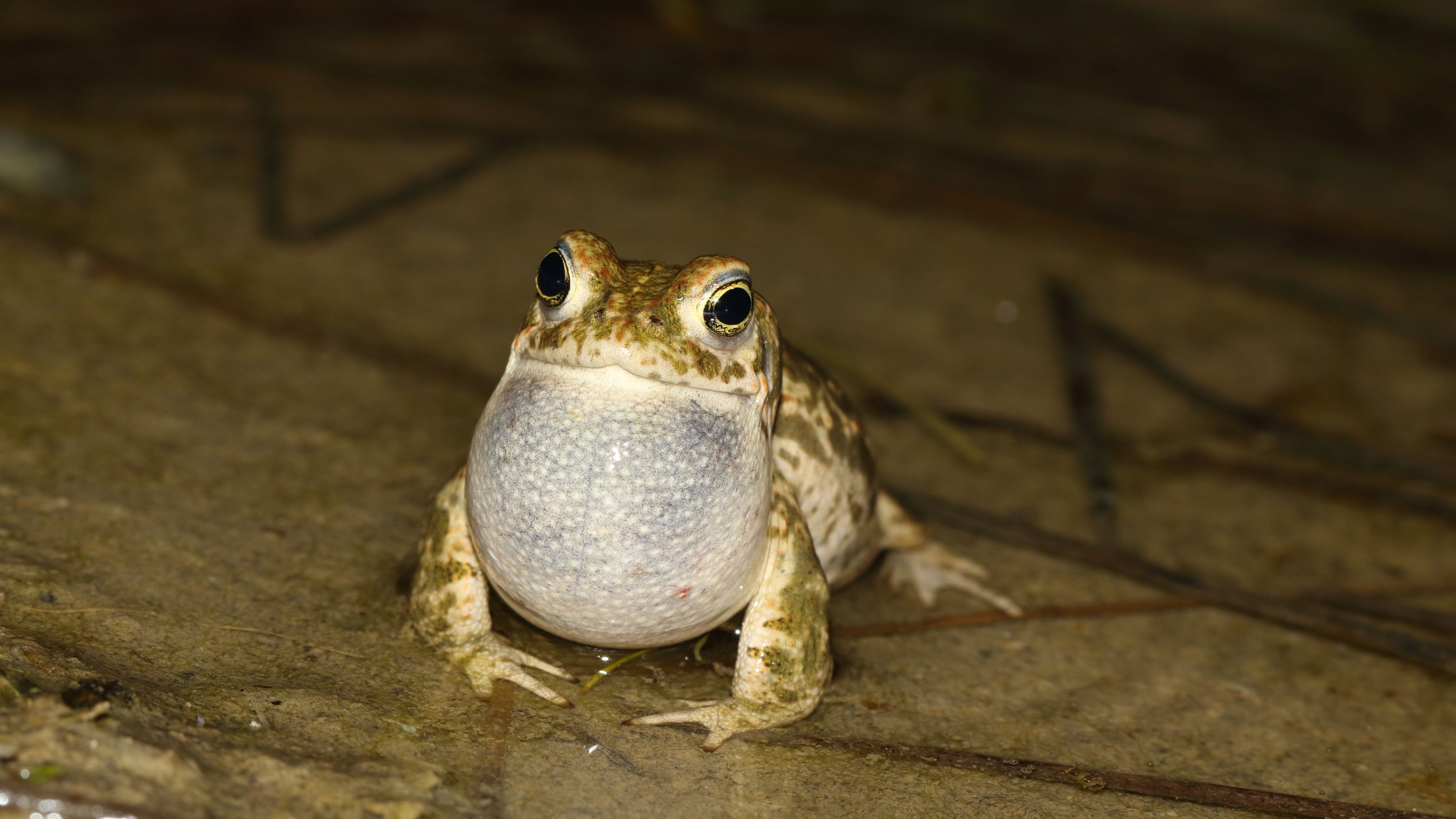 Frosch-Taxi am Morgen - Amphibien sicher ans Ziel bringen | Svizzera ...