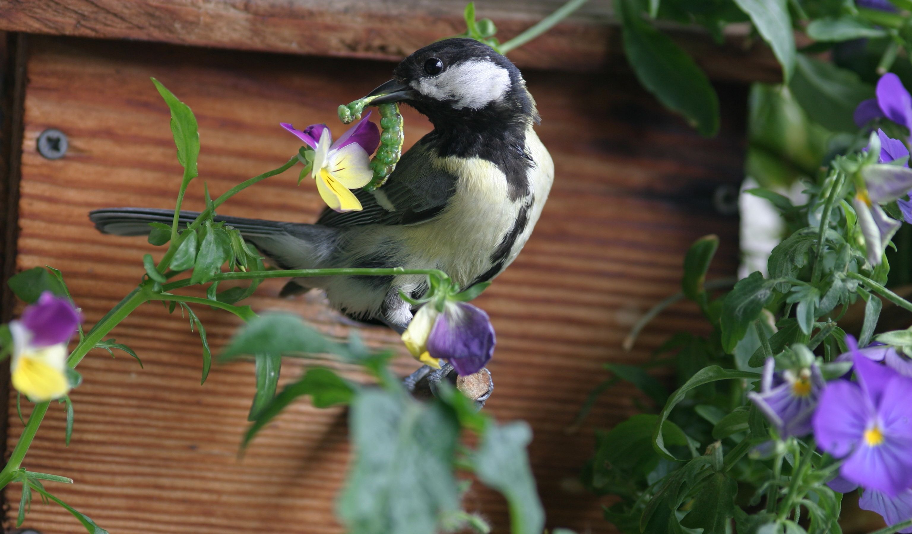 Encouraging biodiversity and beneficial insects | Switzerland Tourism