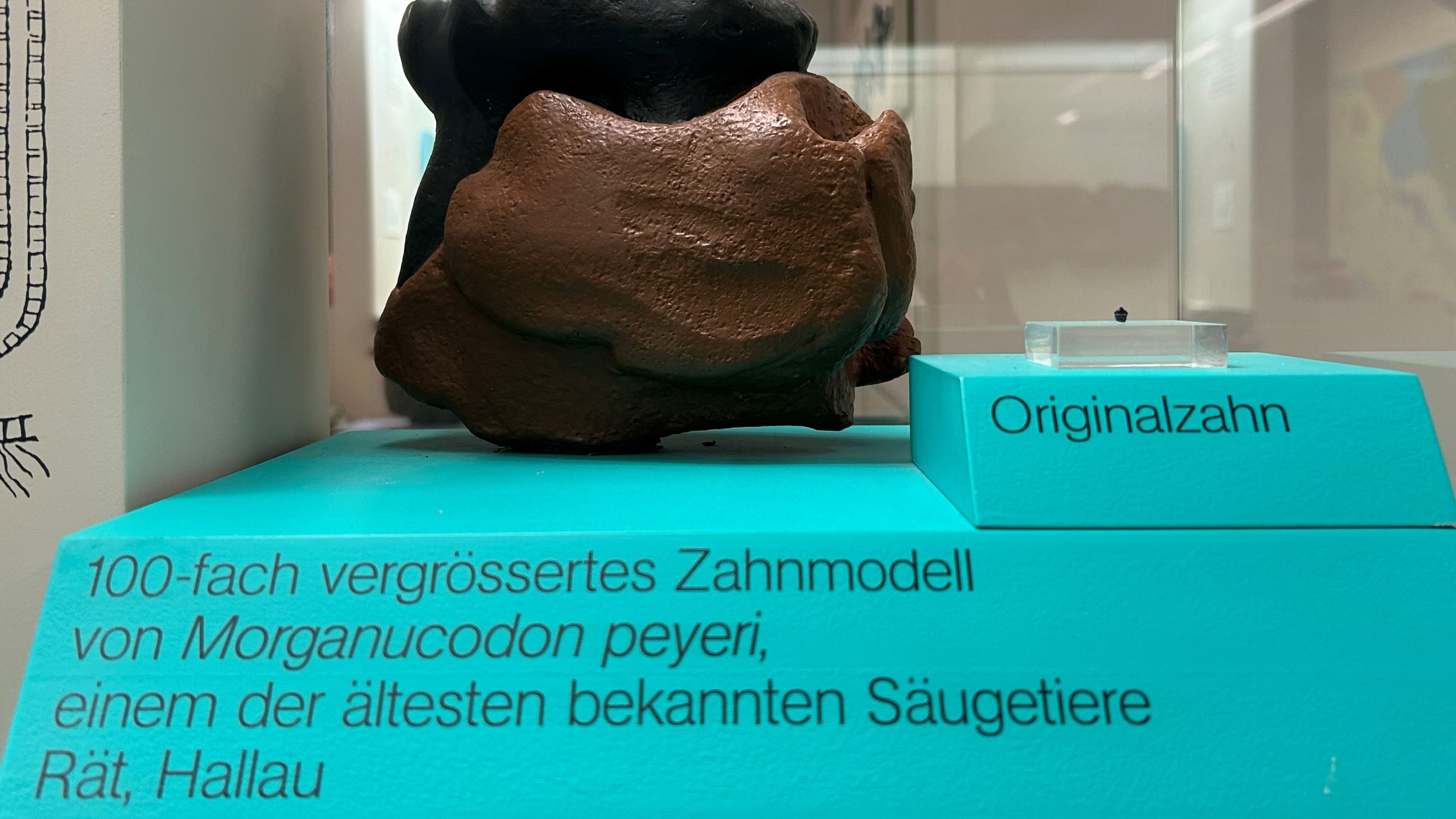 Of big vertebrae and small teeth | Switzerland Tourism