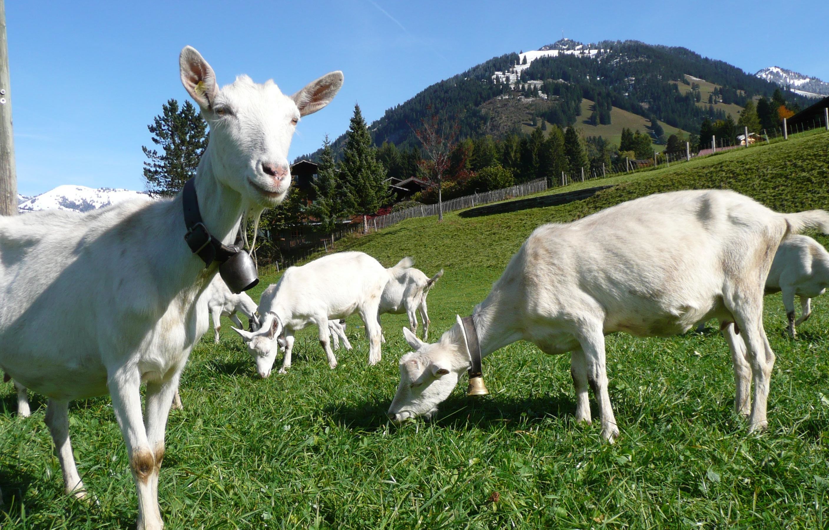 Visiting Saanis goat family | Svizzera Turismo