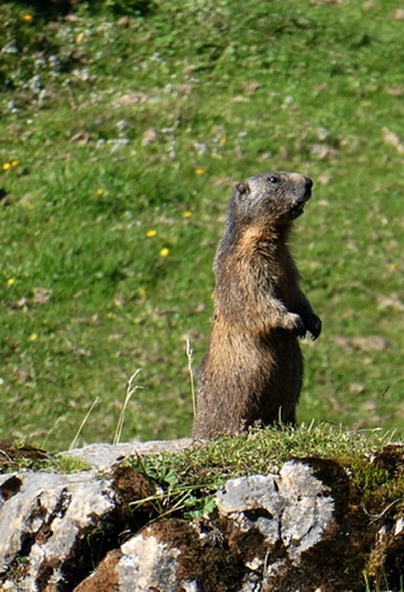 FidazerHof Alpine Munggä-Tafel | Suiza Turismo