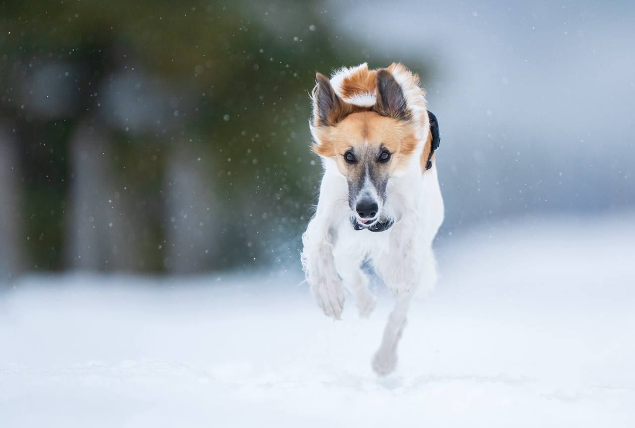 "Dogs in Motion" Winter Fotoshooting | Svizzera Turismo