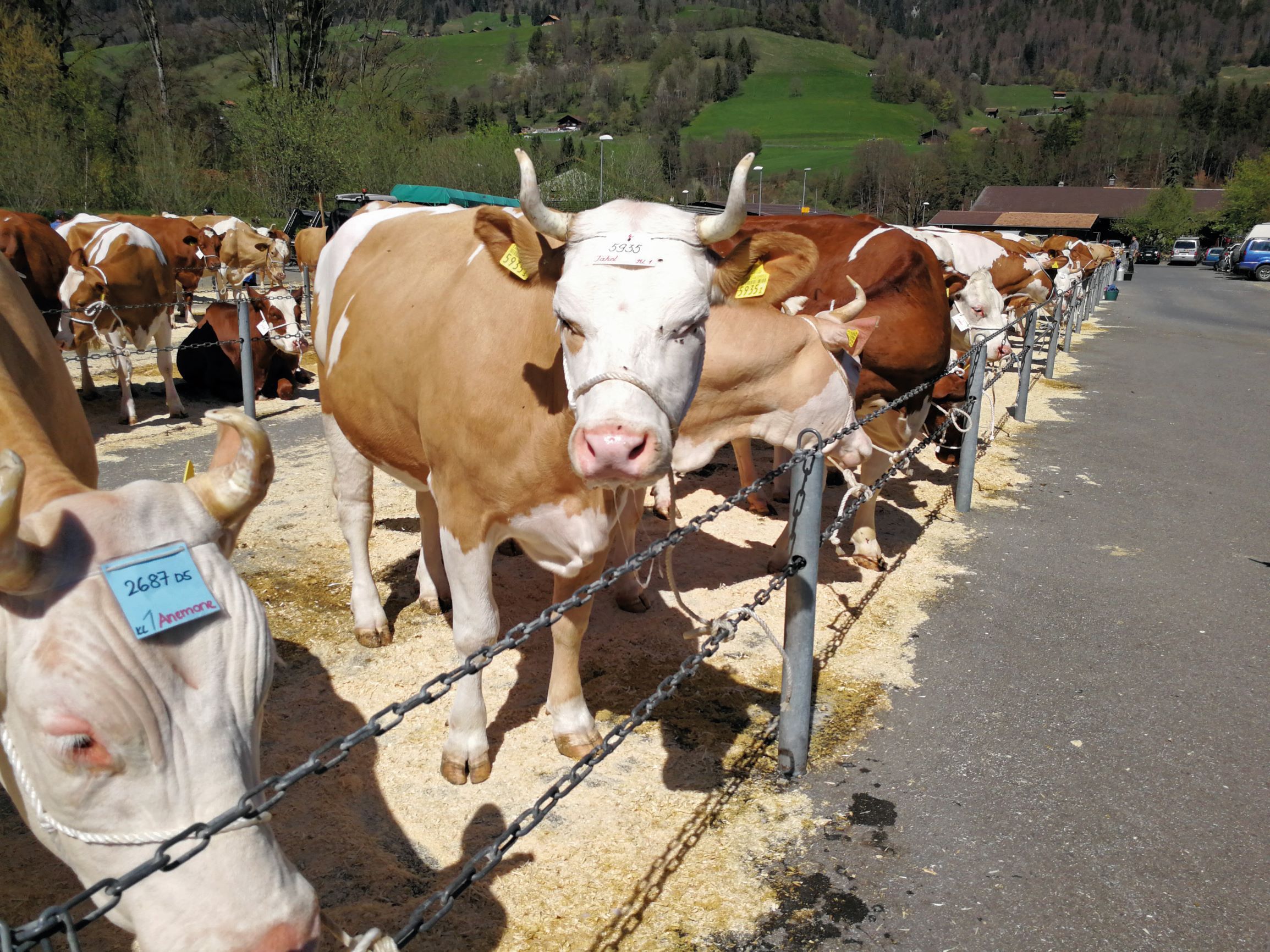 Spring livestock show Oey / Horboden | Switzerland Tourism