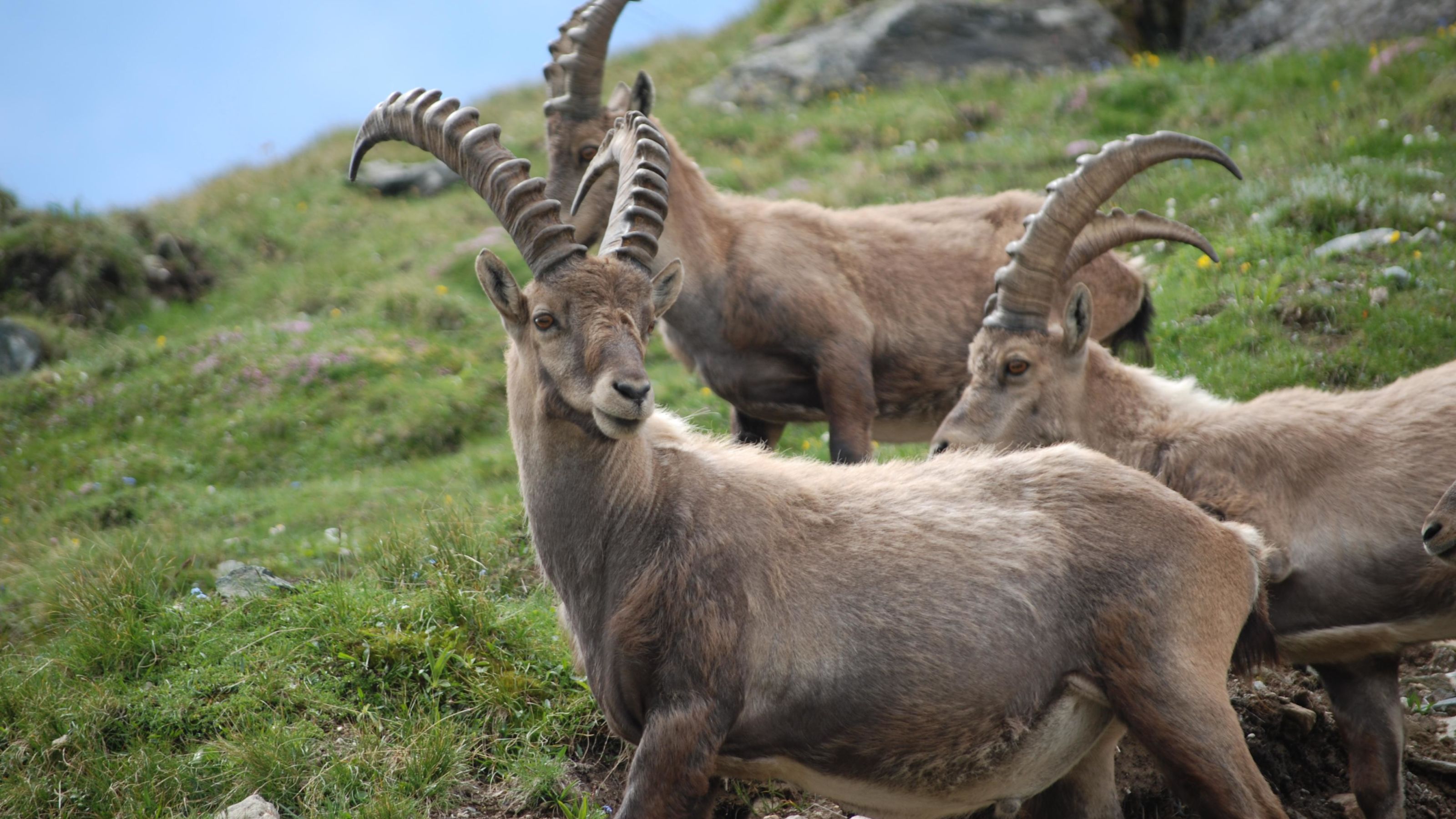 Wildlife watching: In the realm of the Saas wild | Switzerland Tourism