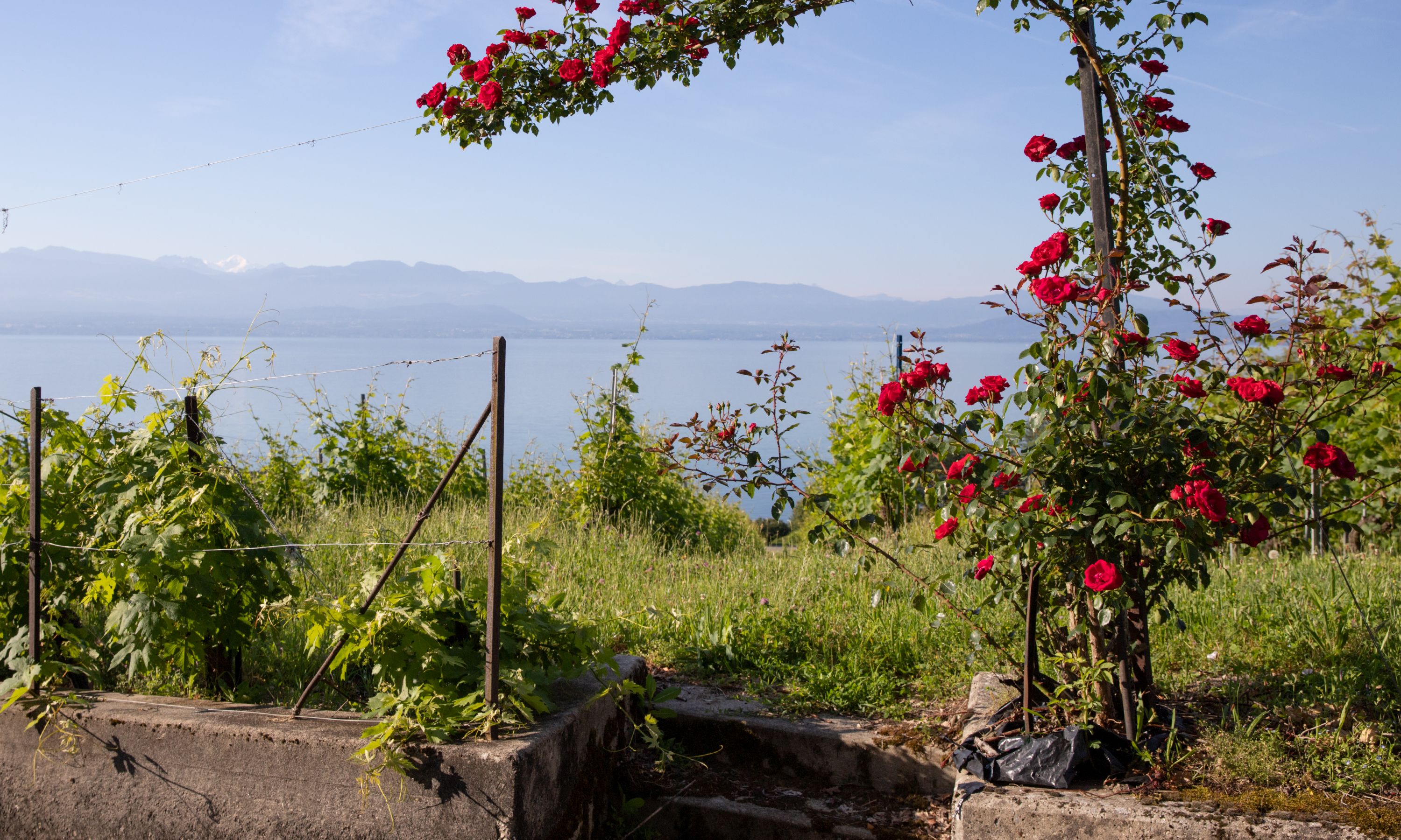 Tour du Léman | Switzerland Tourism