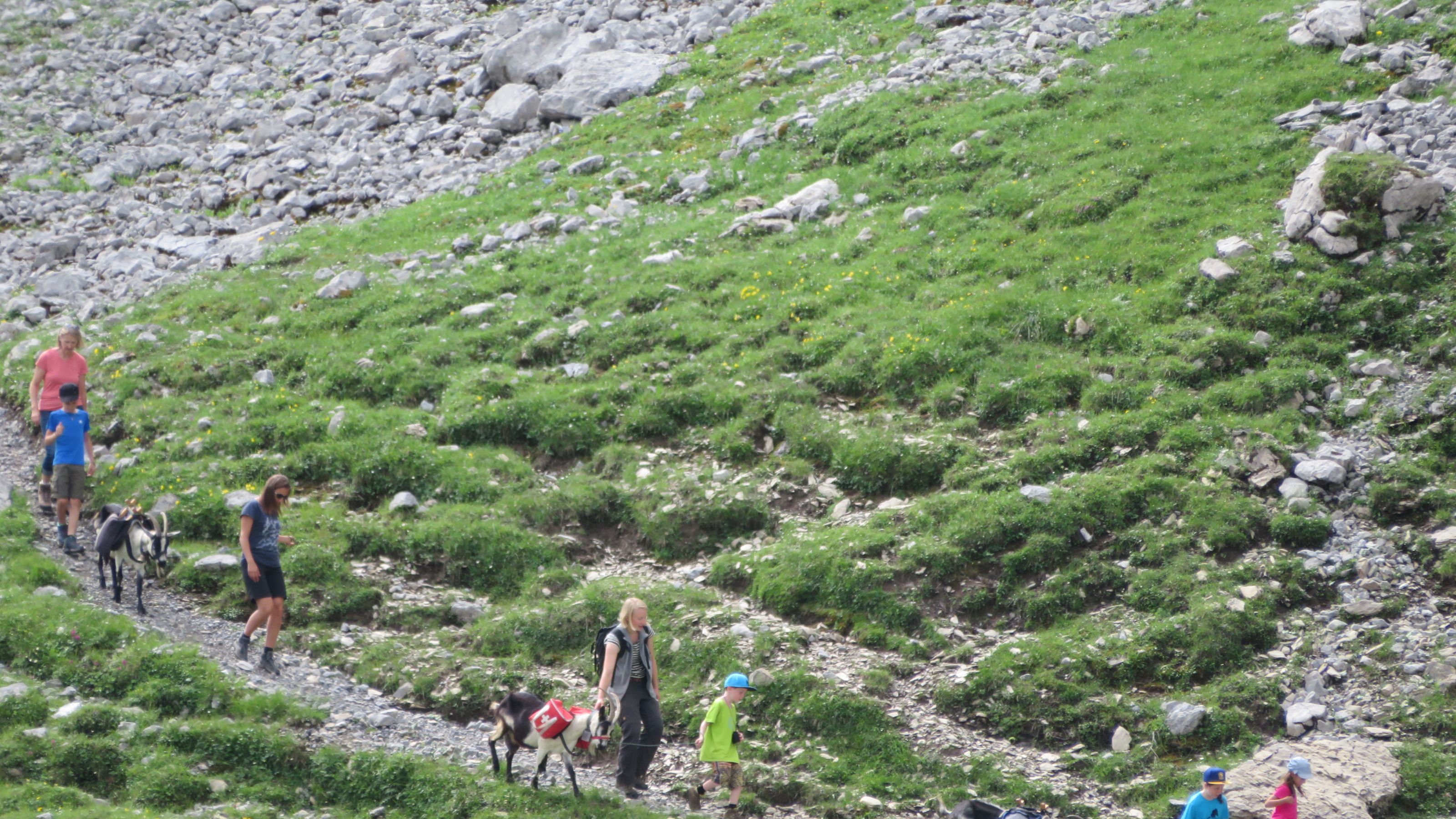 Goat trekking | Switzerland Tourism