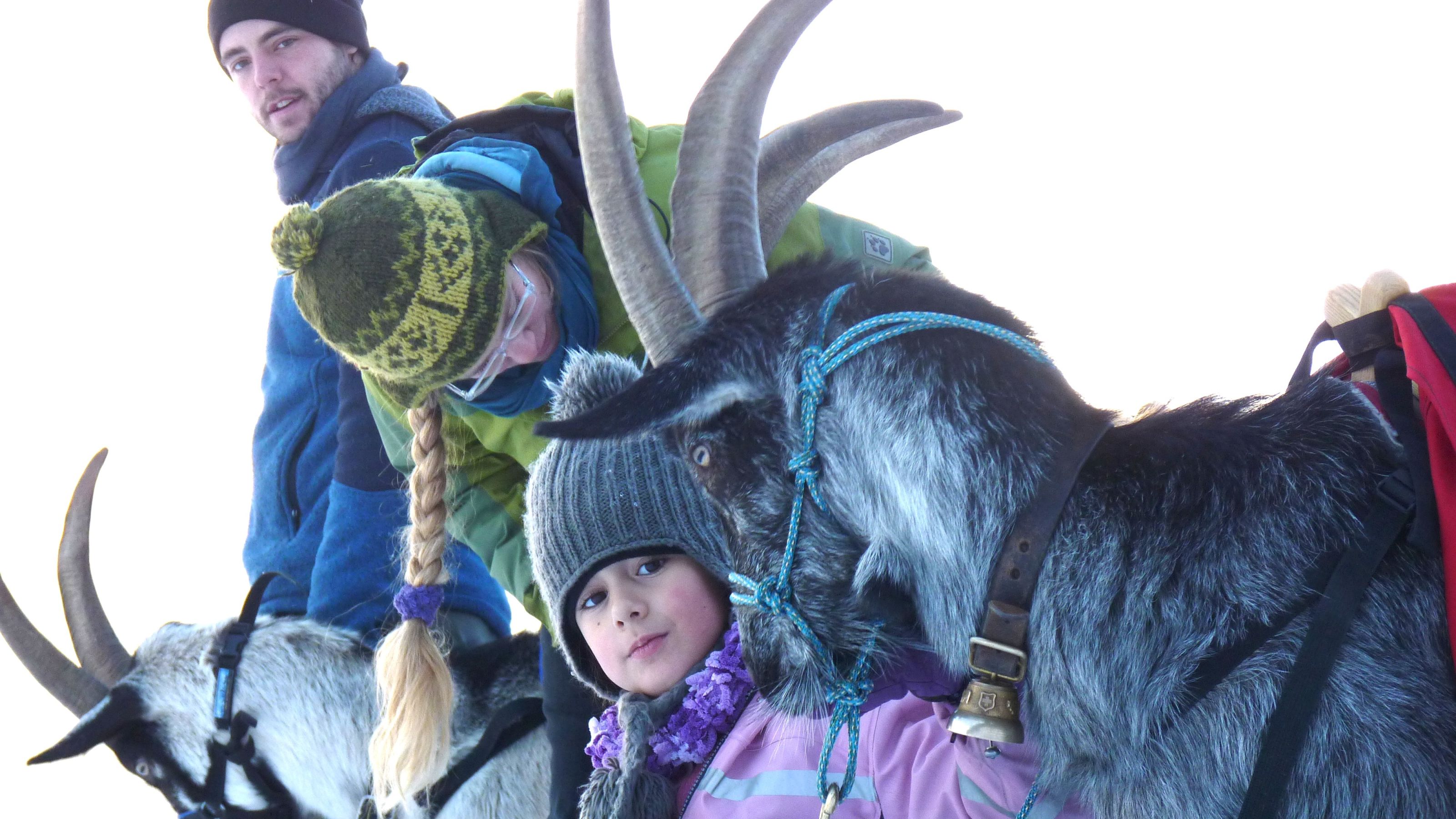 Hiking with 7 goats | Switzerland Tourism