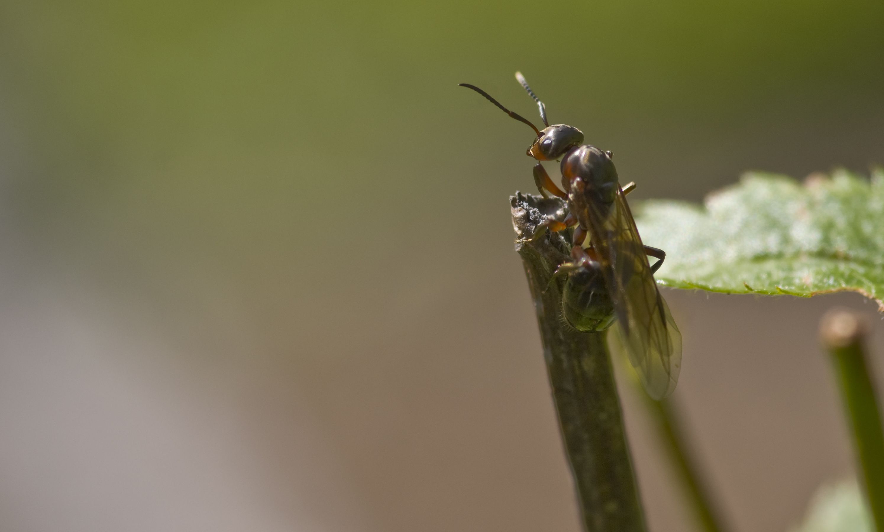 The world of ants | Switzerland Tourism