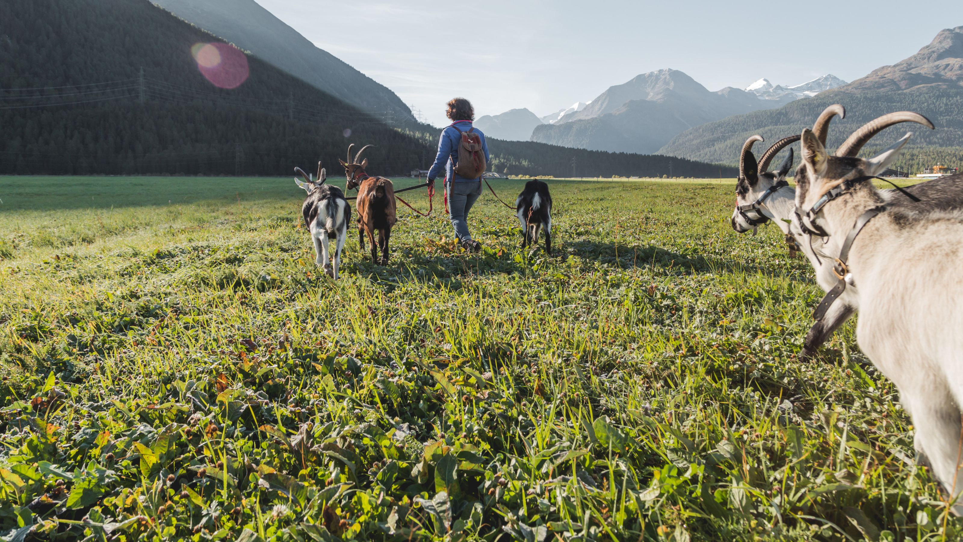 Goat trekking | Switzerland Tourism