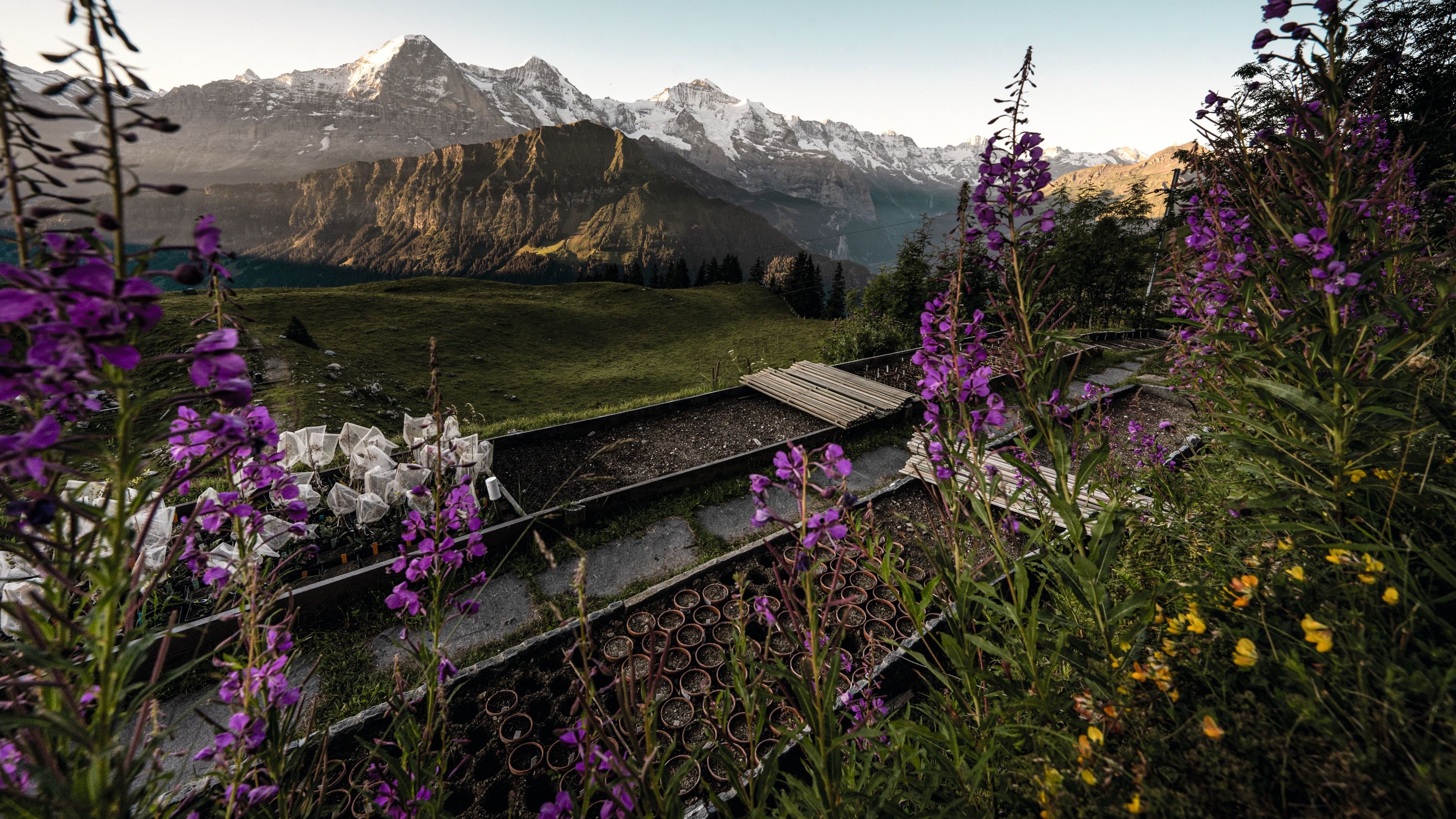 Flower power with panorama | Switzerland Tourism