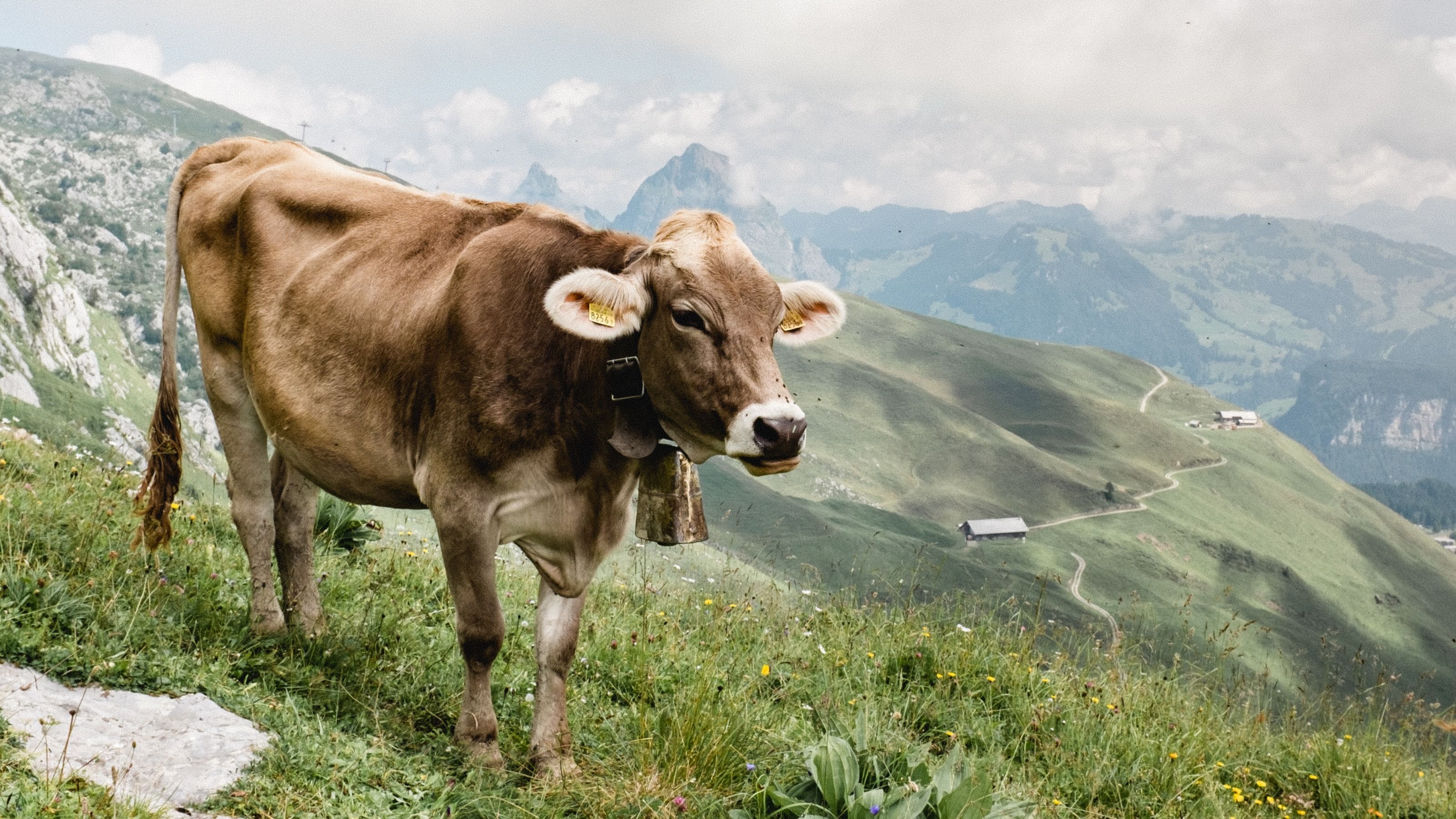 Expériences animales | Suisse Tourisme