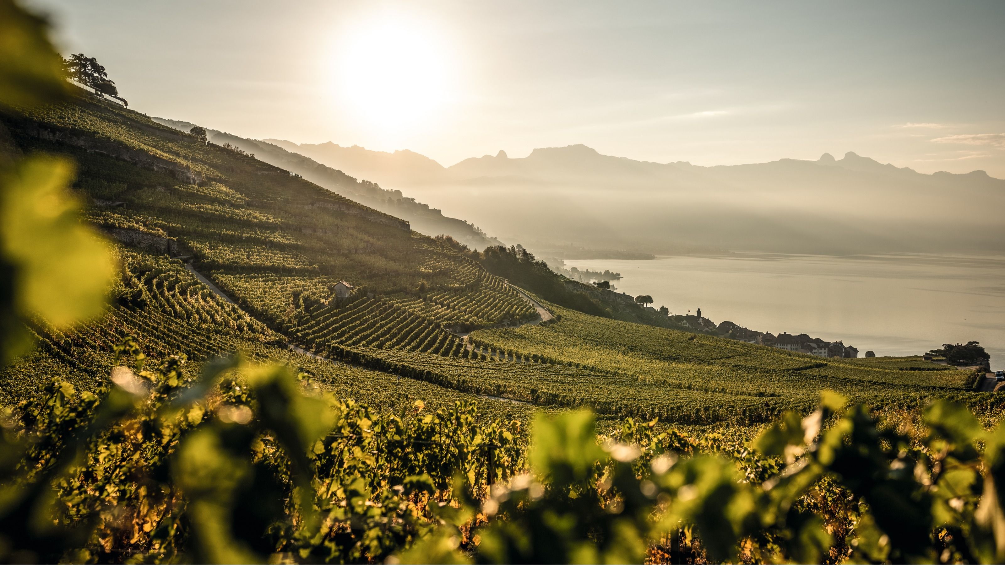 Vinorama Wine Tour Lavaux | Switzerland Tourism
