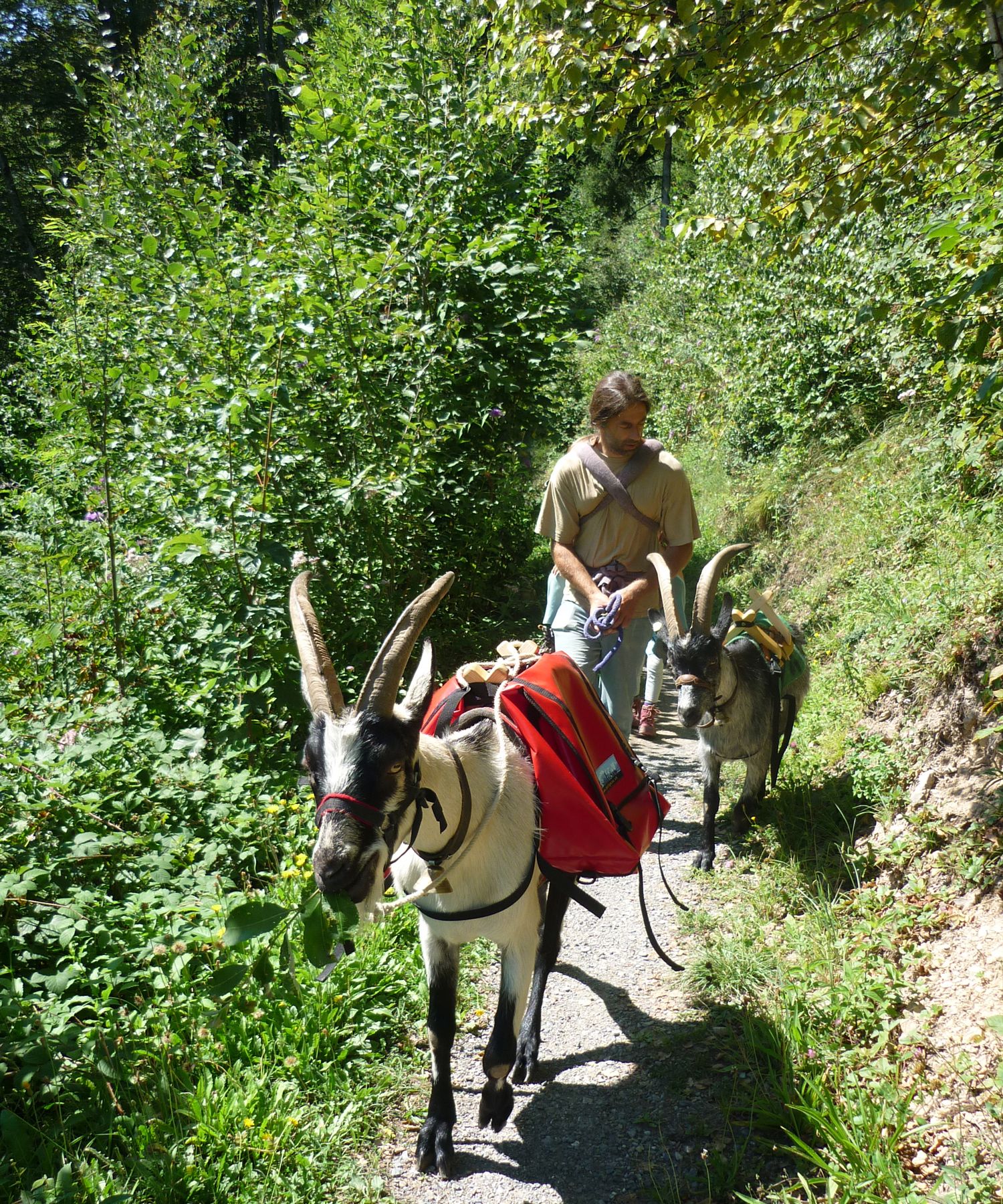 Trekking with goats | Switzerland Tourism