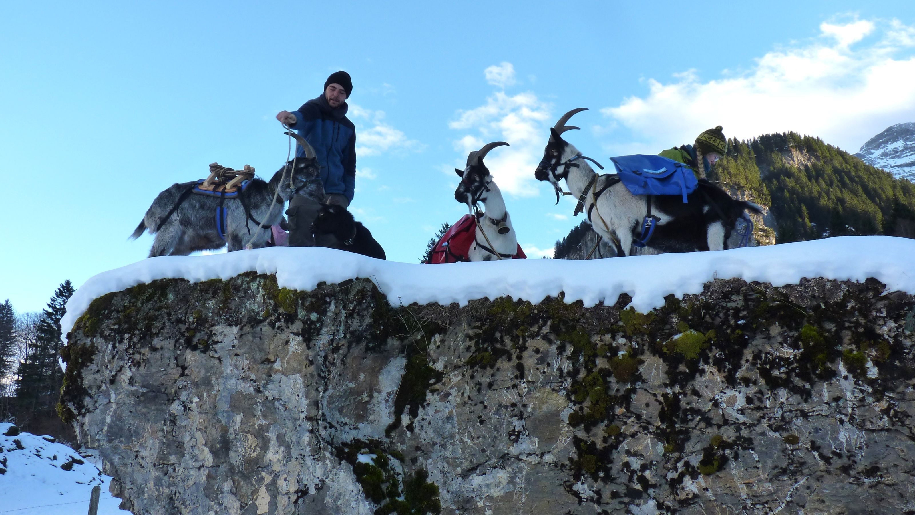 Excursiones con cabras | Suiza Turismo