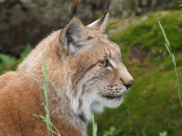 Alpine Zoo | Switzerland Tourism