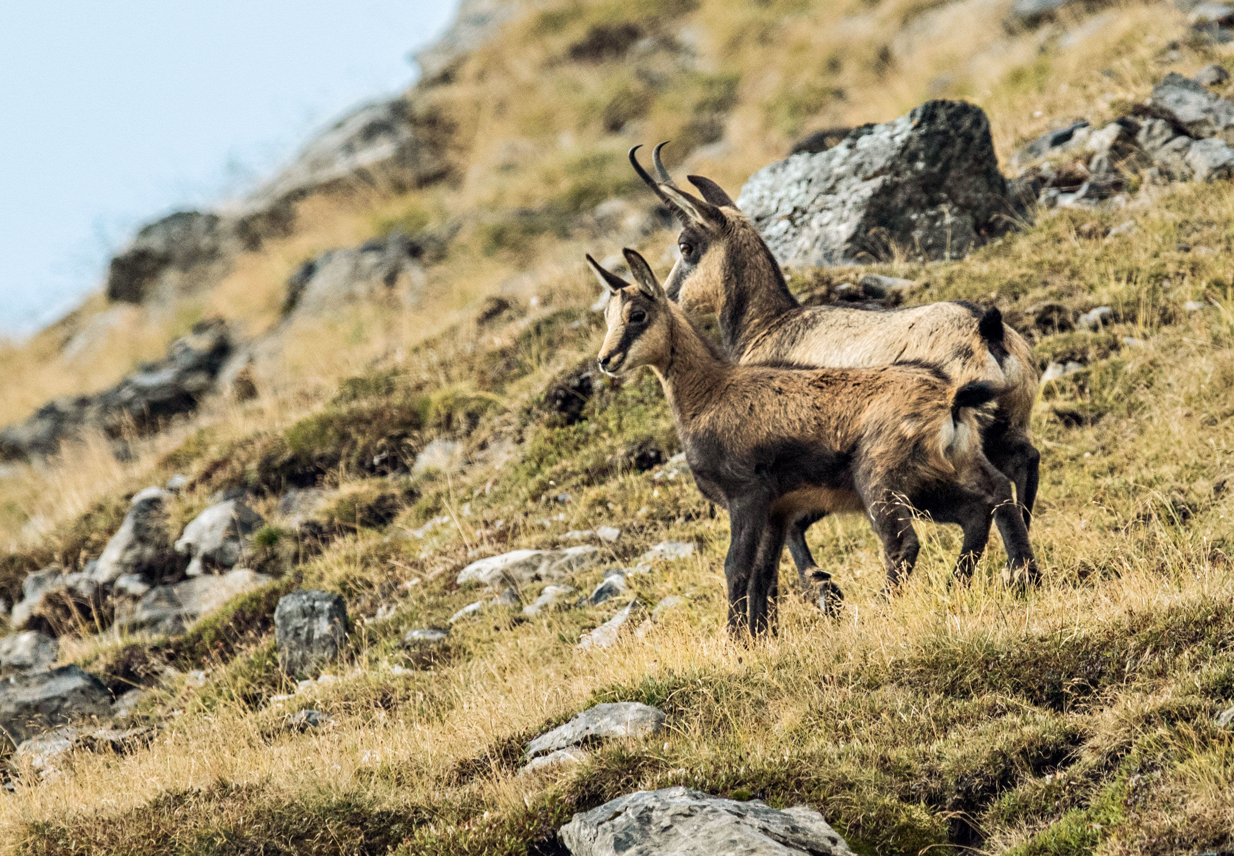 Wildlife viewing in Val Faller | Switzerland Tourism