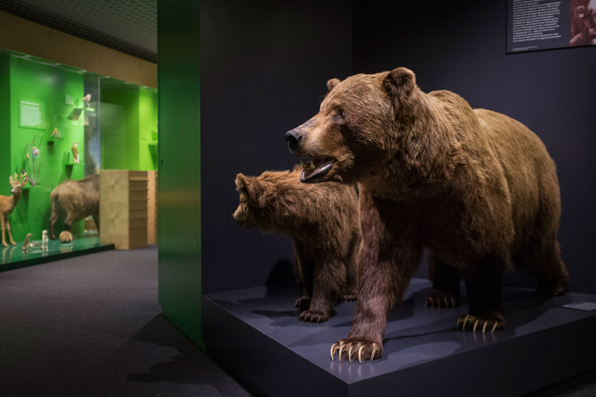 Naturmuseum Solothurn | Suisse Tourisme