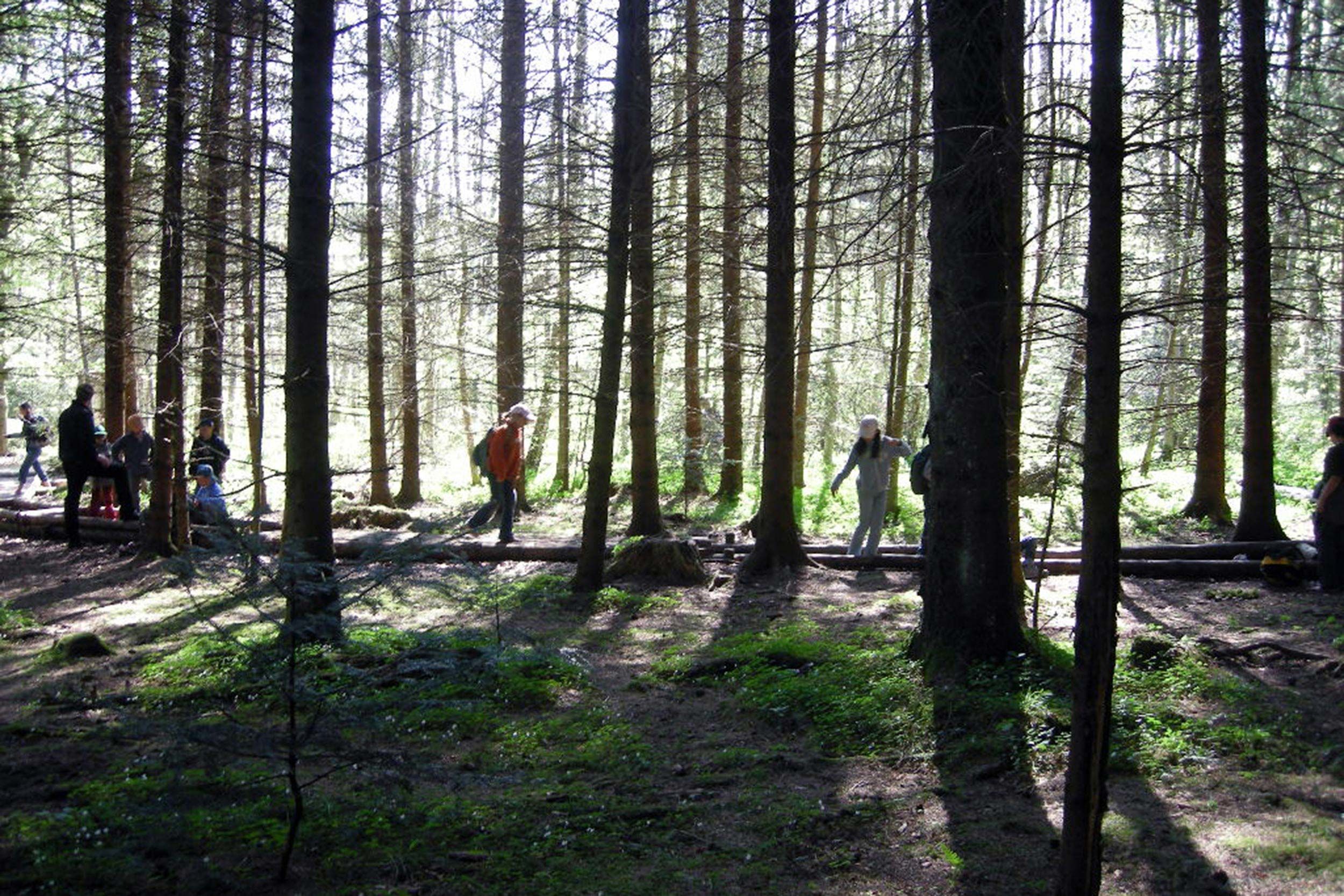 Forest adventure trail | Switzerland Tourism