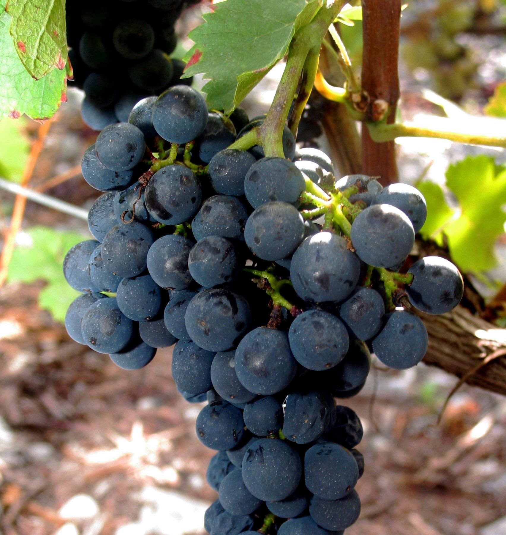 Gamaret / garanoir | Suisse Tourisme