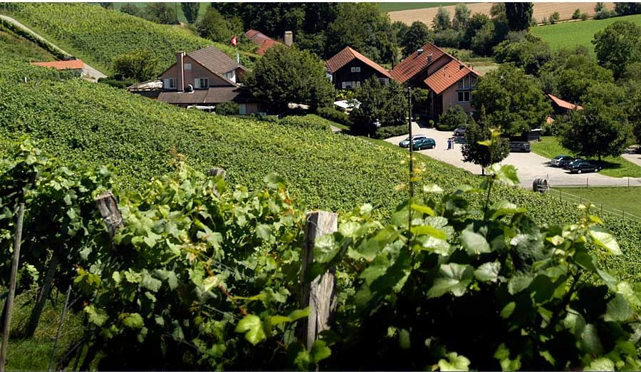 Découvrez le vignoble Klus | Suisse Tourisme