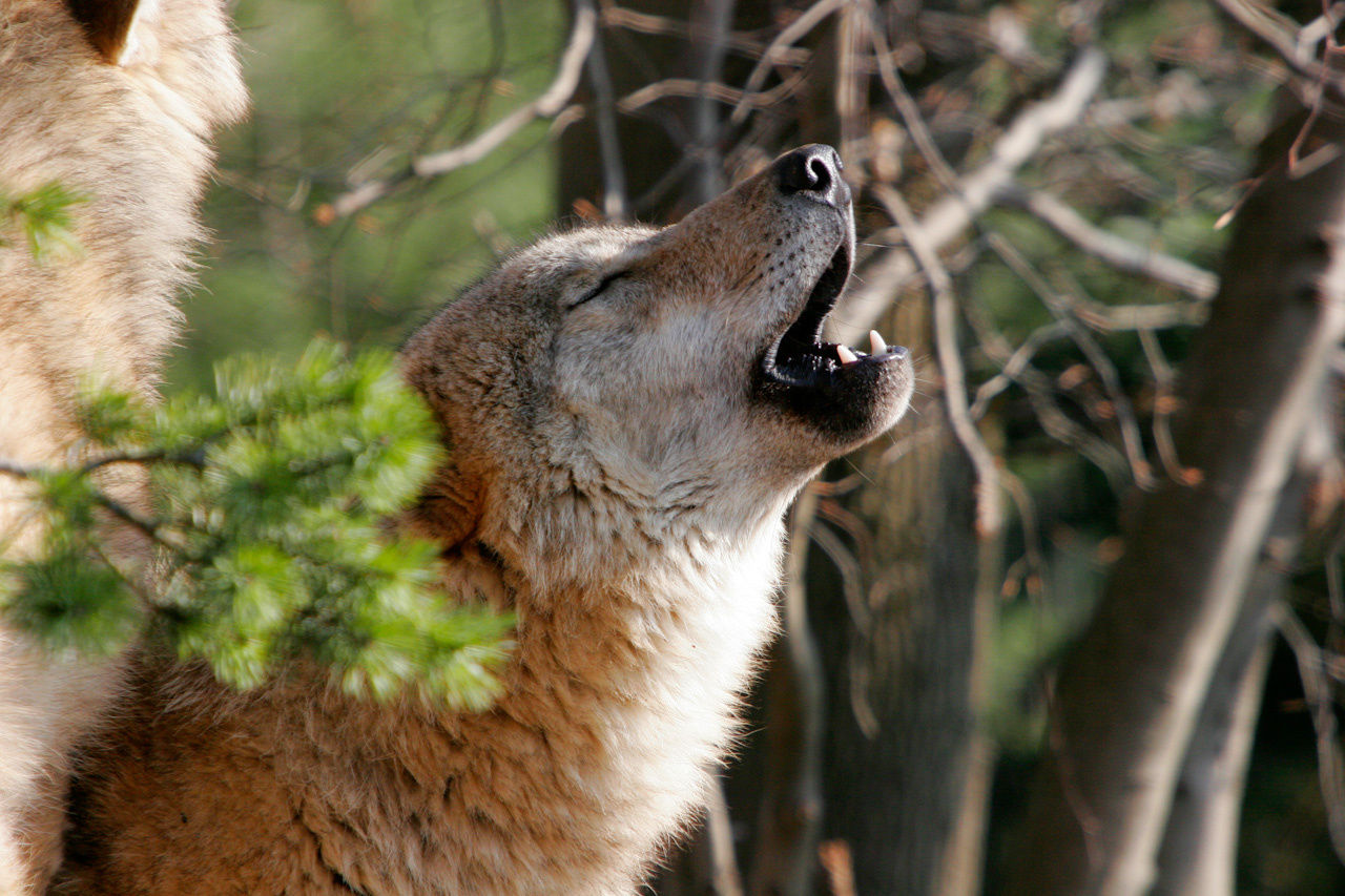 Communication in the animal kingdom | Switzerland Tourism