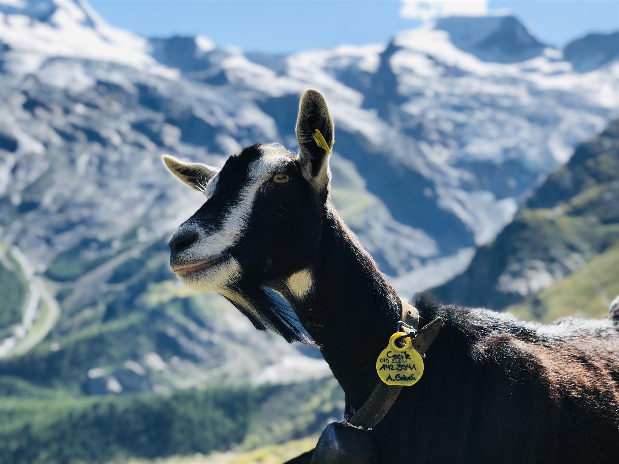 Swiss Alpine Goat